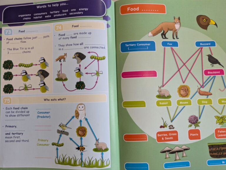 Exploring Ecosystems: Food Chains and Food Webs in Bilingual Biology ...